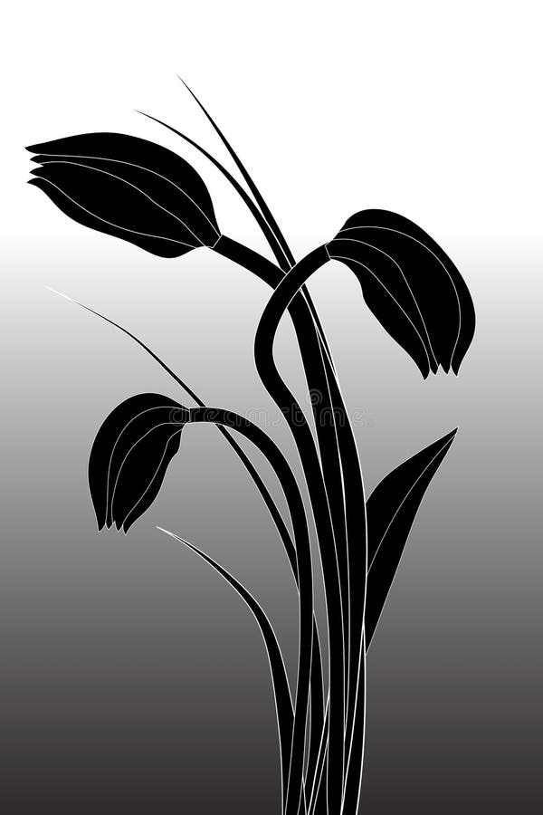 Black Tulip Trio. stock vector. Illustration of illustrations - 277820167
