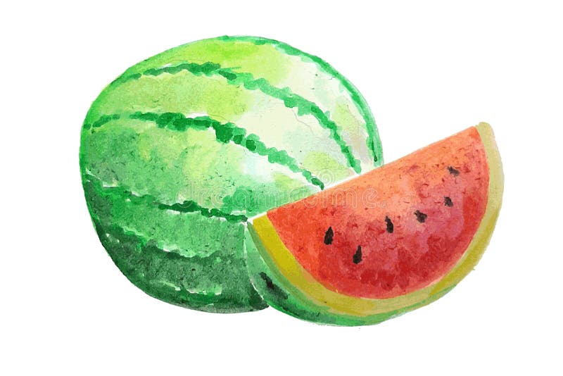 Watercolor Watermelon. Vector Watercolor Hand Drawn Watermelon Stock ...