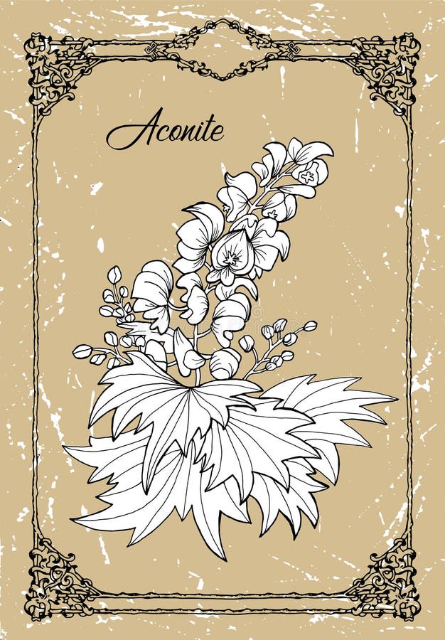 Aconite Stock Illustrations – 545 Aconite Stock Illustrations, Vectors ...