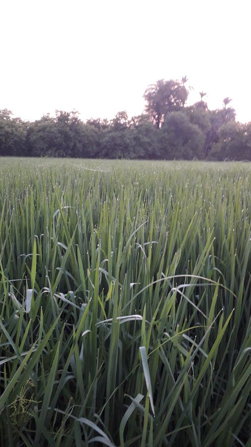 Basic of Rice Its Green Grass of Rice Stock Photo - Image of basic ...
