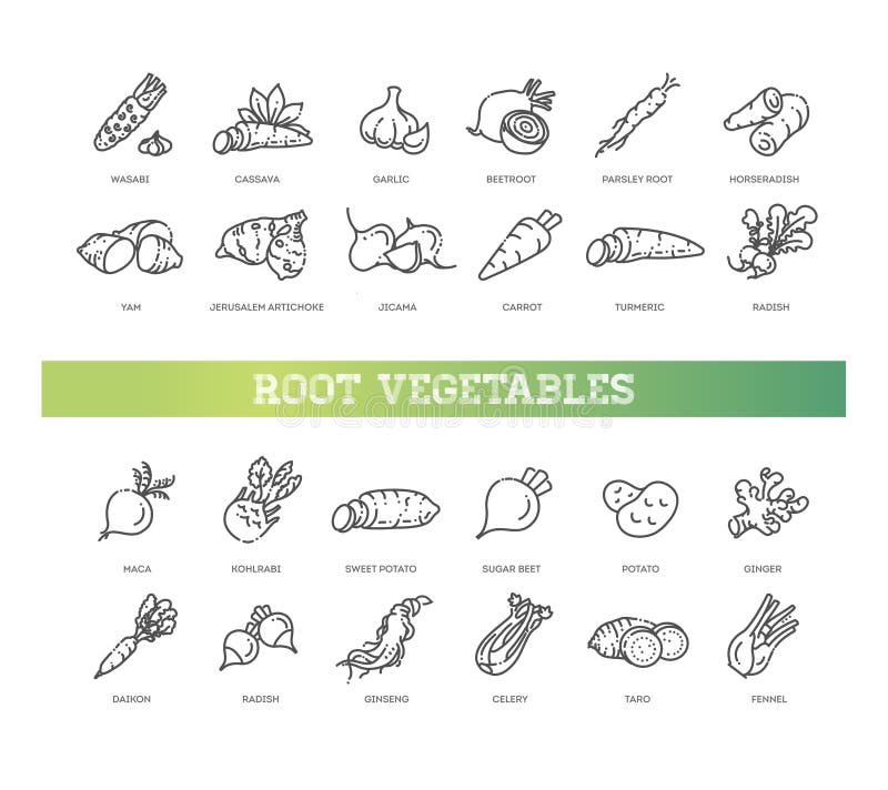 Basic Root Vegetables Icon Set Stock Illustration - Illustration of ...