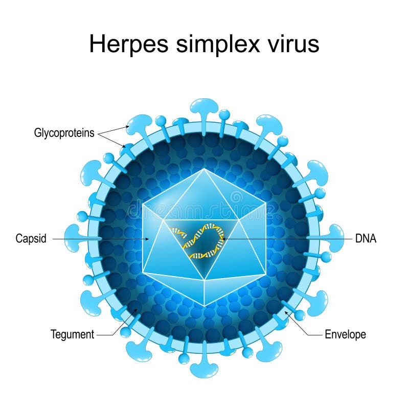 Basic Structure of Herpes Simplex Virus Stock Vector - Illustration of ...
