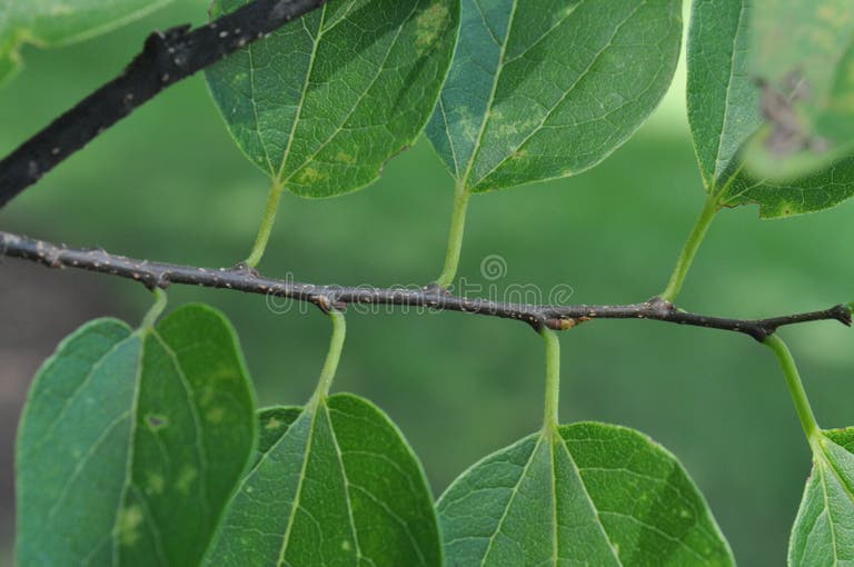 Basic Tree Identification: Alternate Leaf Arrangement Stock Photo ...