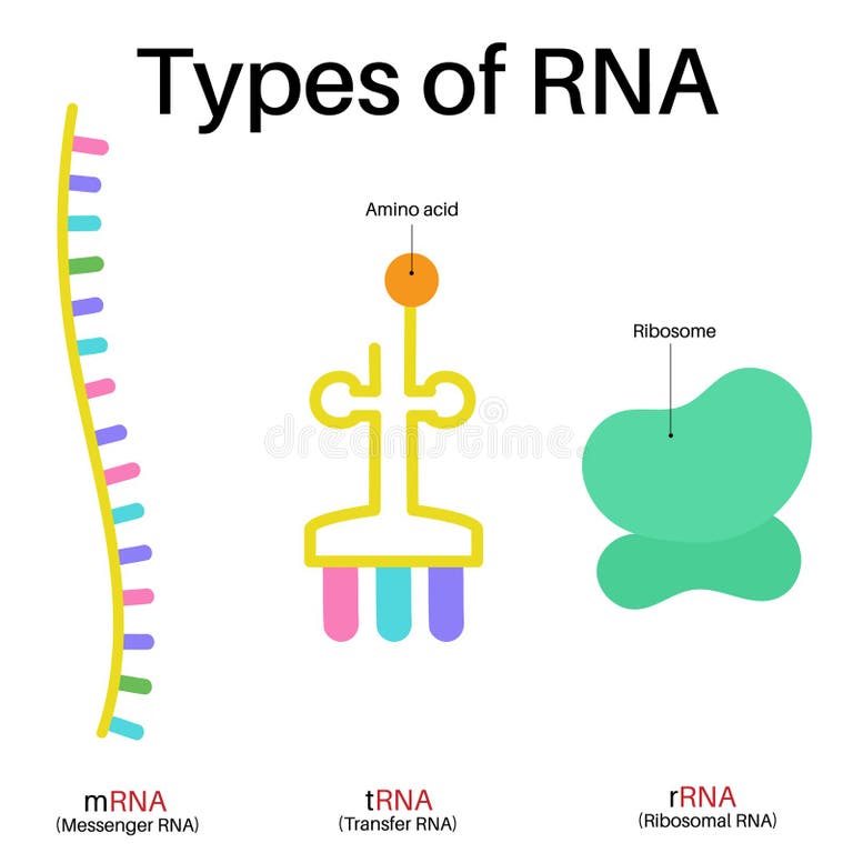 Types Rna Stock Illustrations – 119 Types Rna Stock Illustrations ...