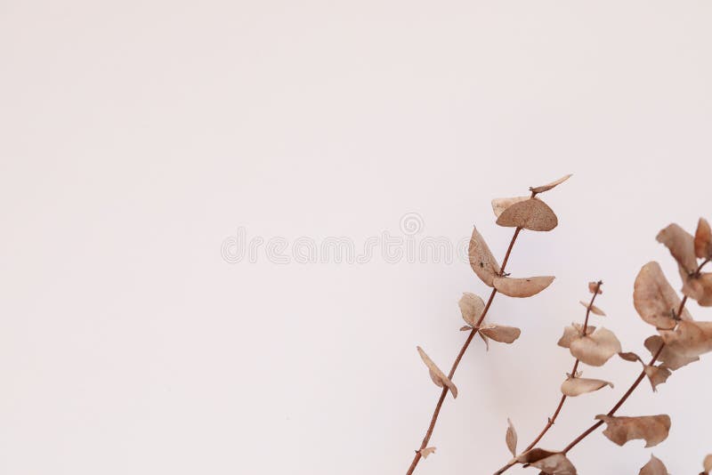 Basic White Flat Lay Background Image Featuring Dried Gum Leaves with ...