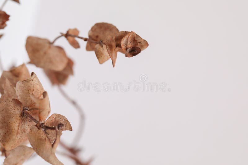 Basic White Flat Lay Background Image Featuring Dried Gum Leaves with ...