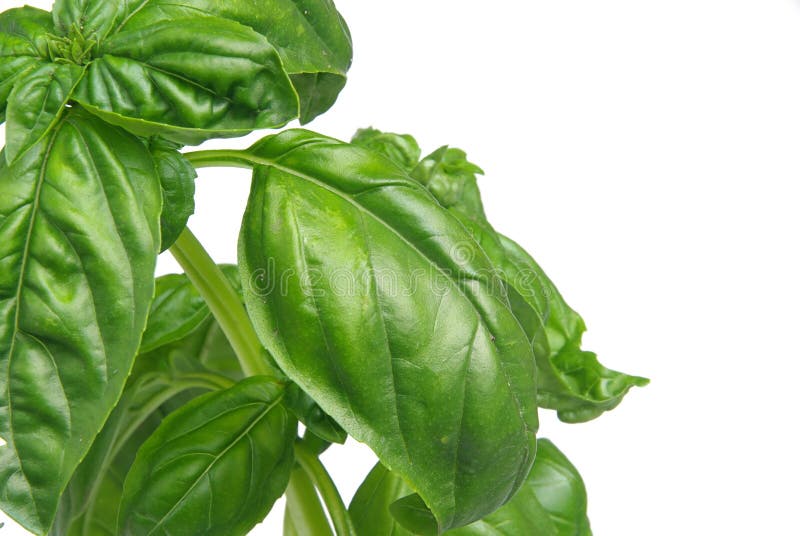 Basil 01 stock photo. Image of bush, herbs, herbal, isolated - 5759432