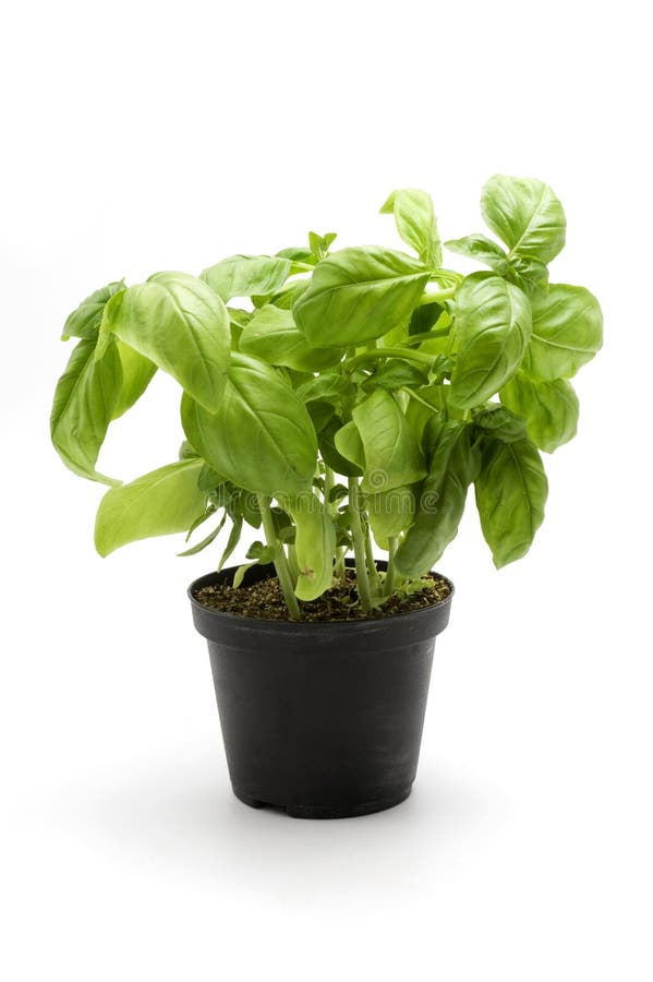 Basil Basilicum plant stock image. Image of greenery - 183414857