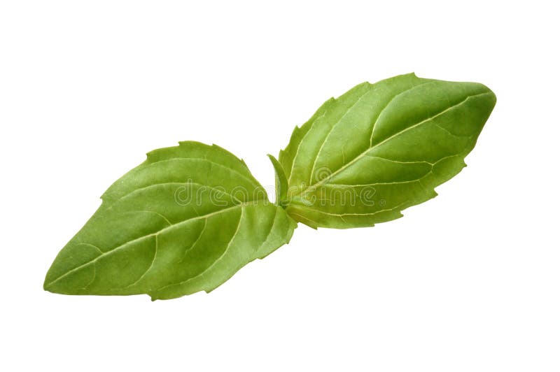 Basil leaves stock photo. Image of botanical, cuisine - 35870120