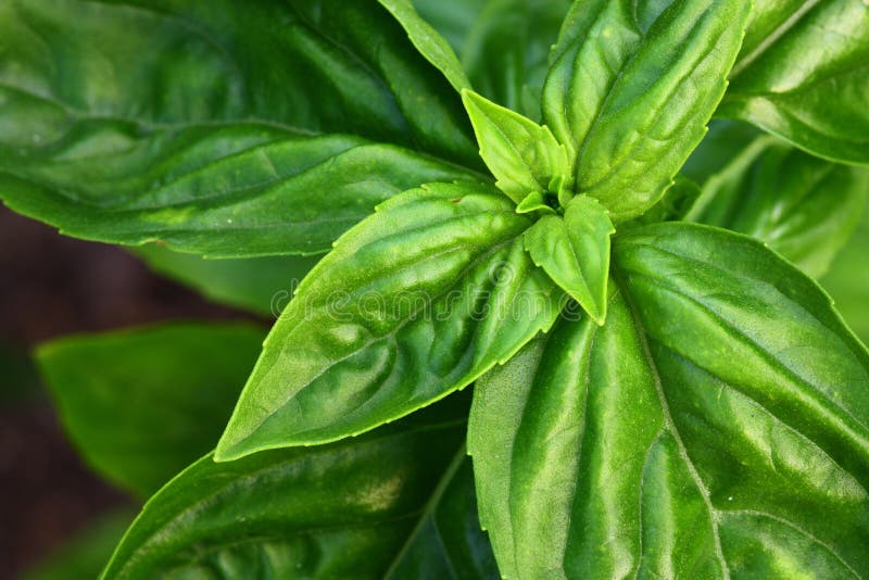 Basil stock photo. Image of cooking, macro, health, nature - 11760968