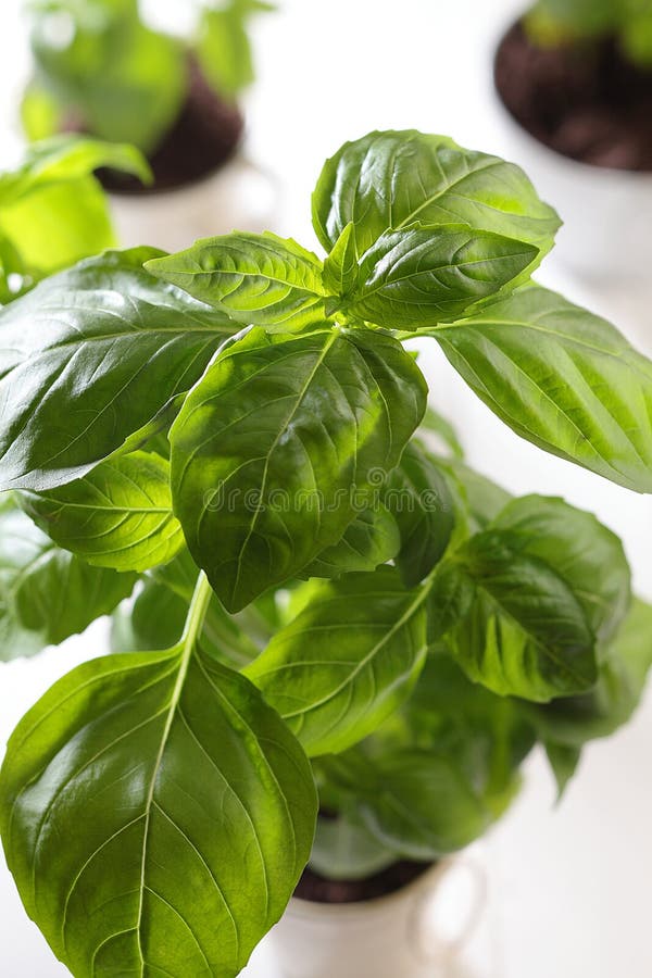 Basil stock photo. Image of leaf, health, ingredient - 11860668