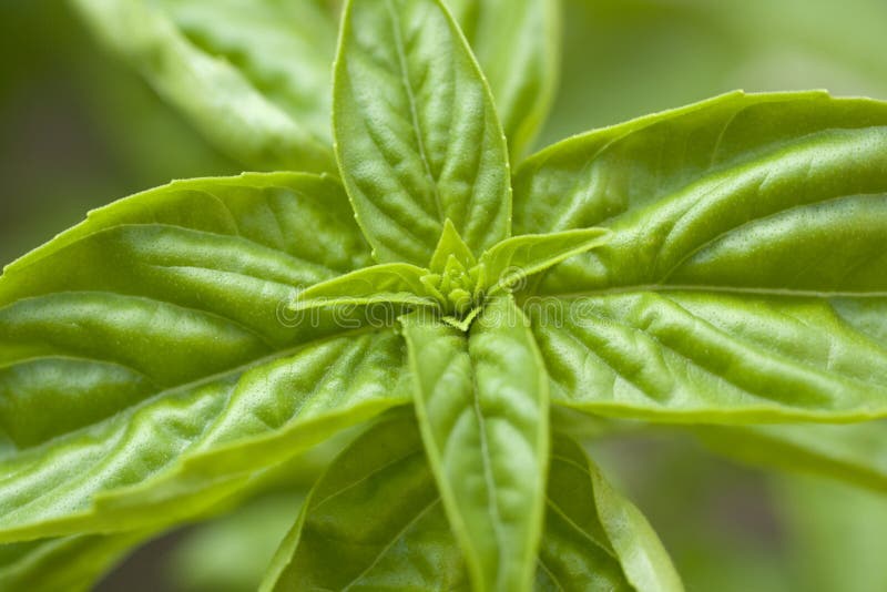 Basil stock image. Image of potted, fresh, taste, food - 2574605
