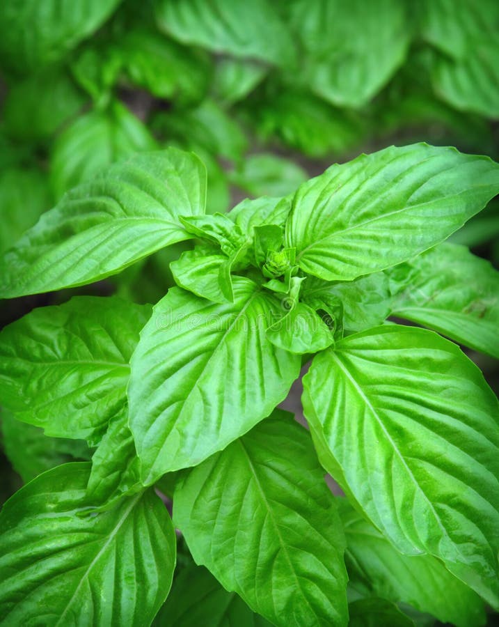 Basil stock photo. Image of bright, ingredient, green - 13867342