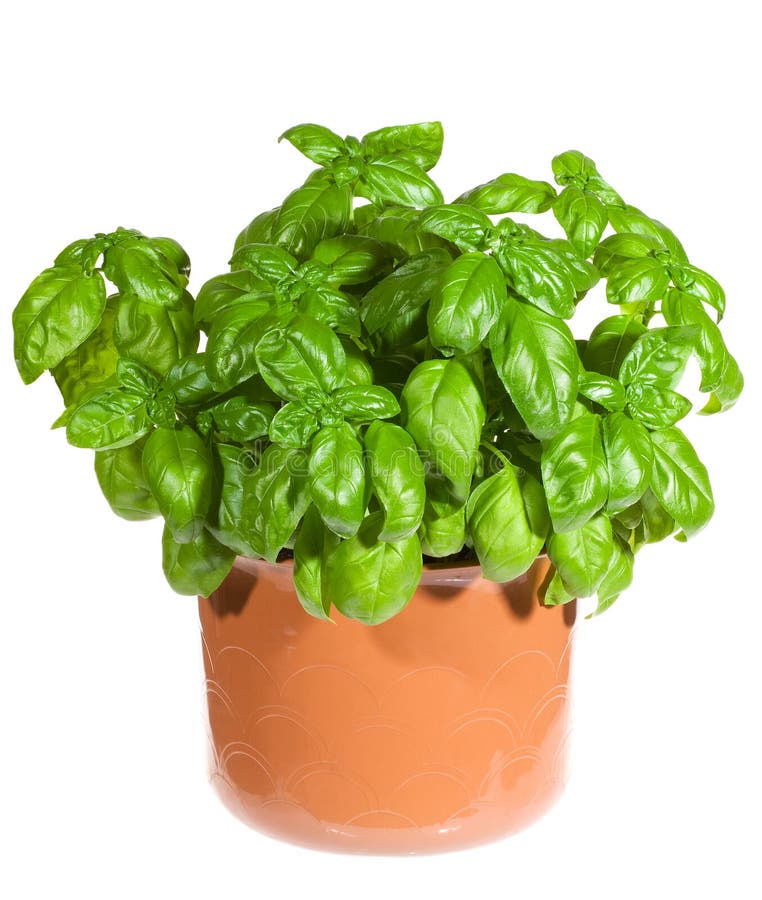 Basil Picture. Image: 15435616