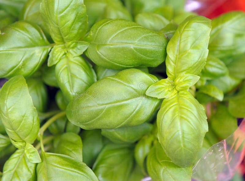 Basil Picture. Image: 15523947