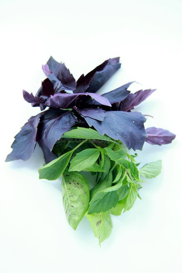 Basil in vegetable garden stock photo. Image of vegetable - 73951118