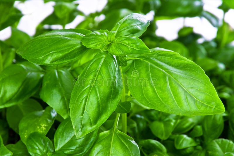 Spinach stock image. Image of drop, texture, fresh, cook - 18539211