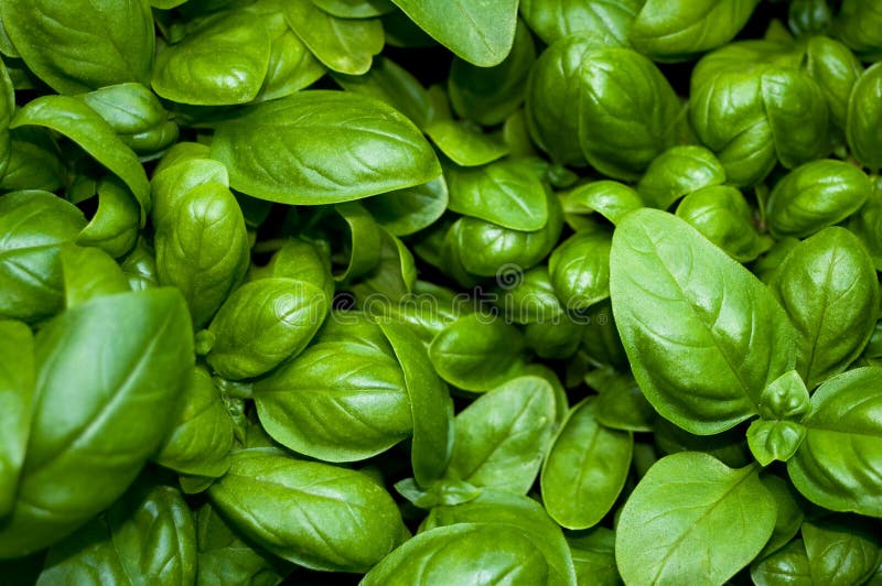 Basil stock photo. Image of flavor, culinary, kitchen - 15965858