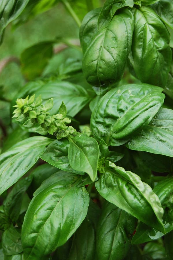 Basil stock image. Image of cultivated, botanical, horticulture - 16028751