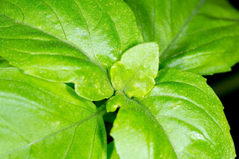 Basil stock image. Image of farming, botanical, basil - 18362415