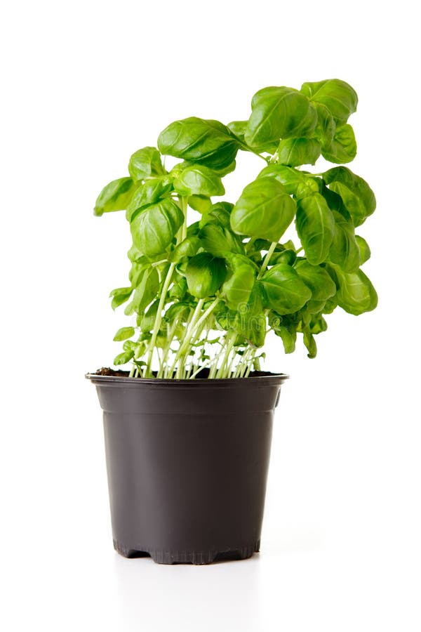 Potted Basil Plant with Name Tag Stock Photo - Image of plant, flower ...