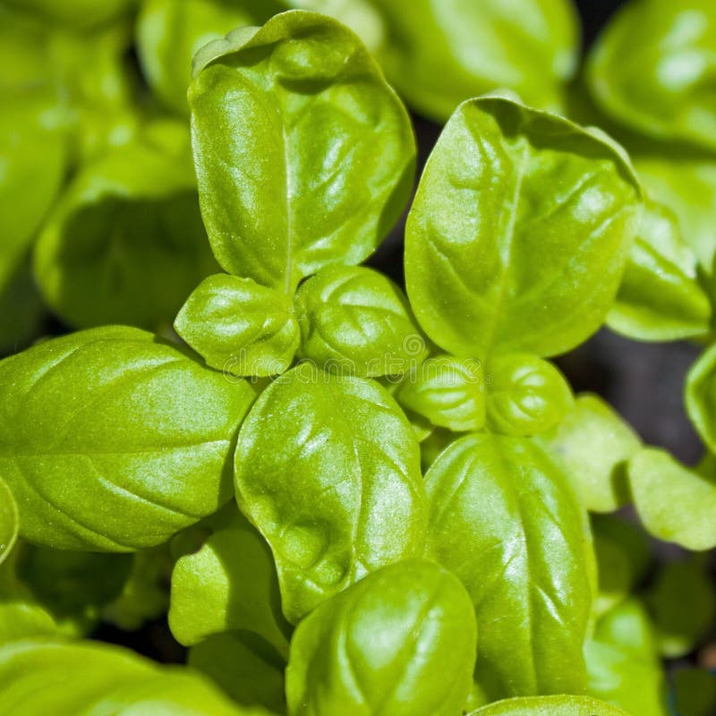 Basil stock photo. Image of healthy, green, growing, botanical - 26935536