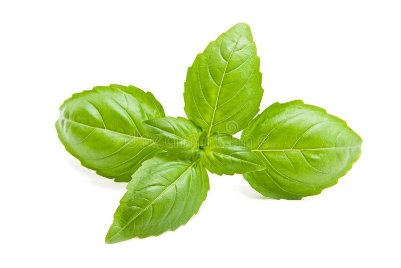 Basil Sprig stock photo. Image of ingredient, sprig, garnish - 4418502