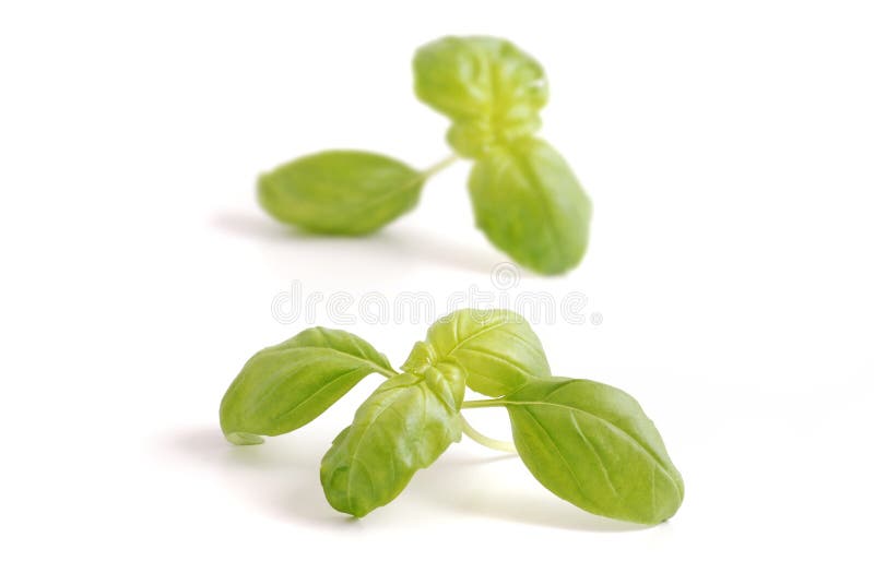 Herb stock photo. Image of healthy, edible, nature, culinary - 6204554