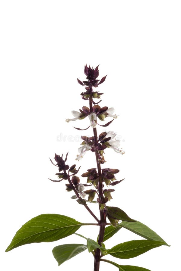 Thai Basil. stock image. Image of organic, spice, flavouring - 25003781