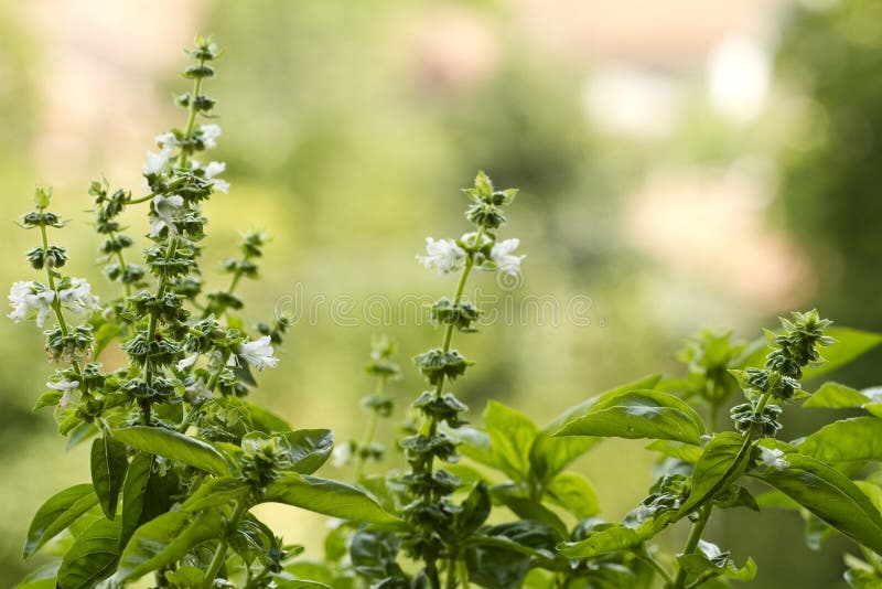 Basil stock image. Image of gardening, herbal, bunch - 20301307