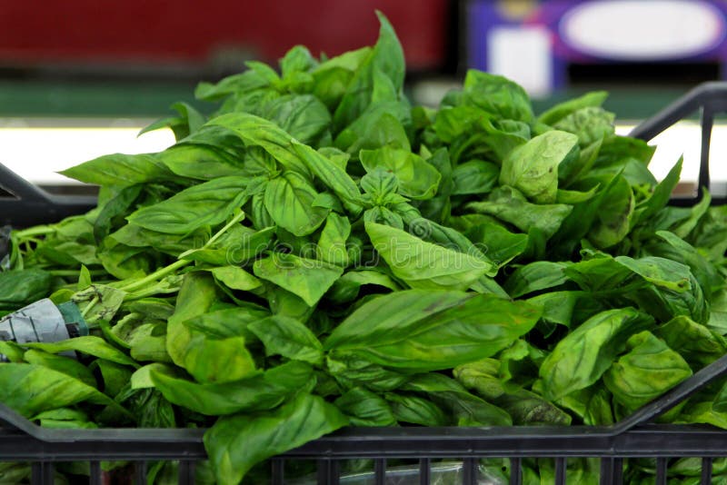Basil stock image. Image of green, italian, bunch, aroma - 20339199