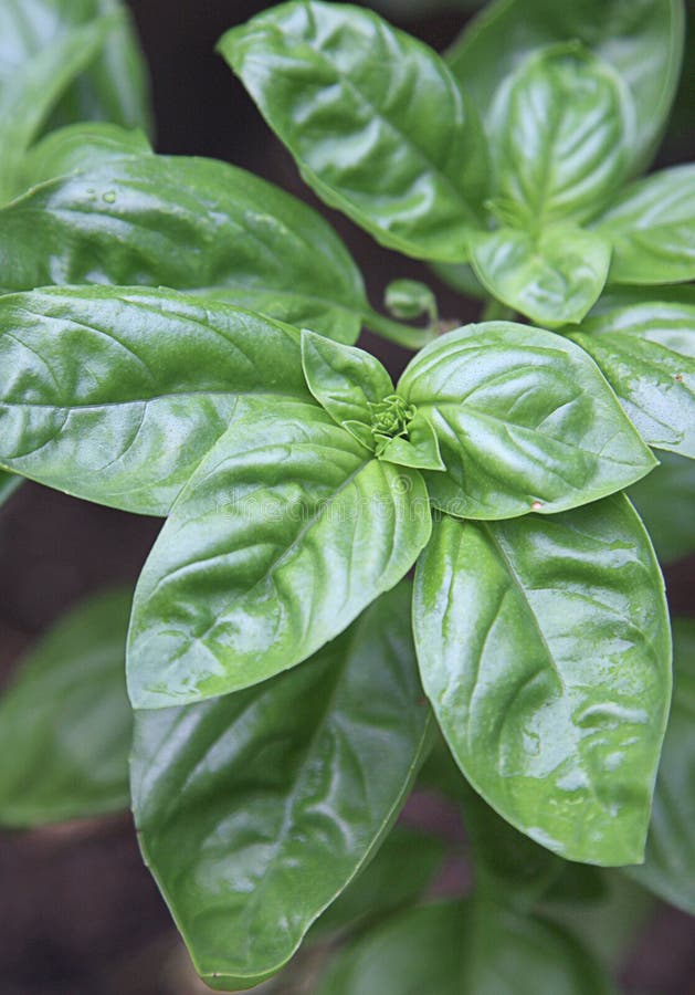 Basil stock photo. Image of cooking, macro, health, nature - 11760968