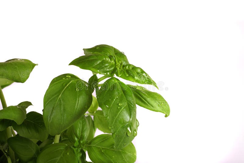 Basil stock image. Image of cultivated, botanical, horticulture - 16028751
