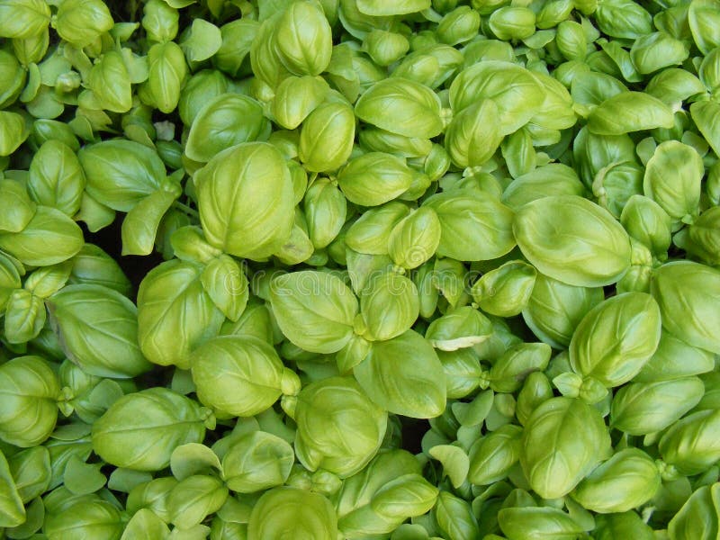 Basil stock photo. Image of pungent, green, bright, grow - 22345014