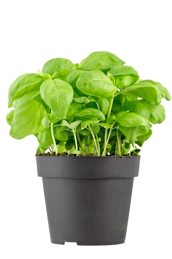 Basil stock image. Image of spicy, perennial, food, plant - 2005893