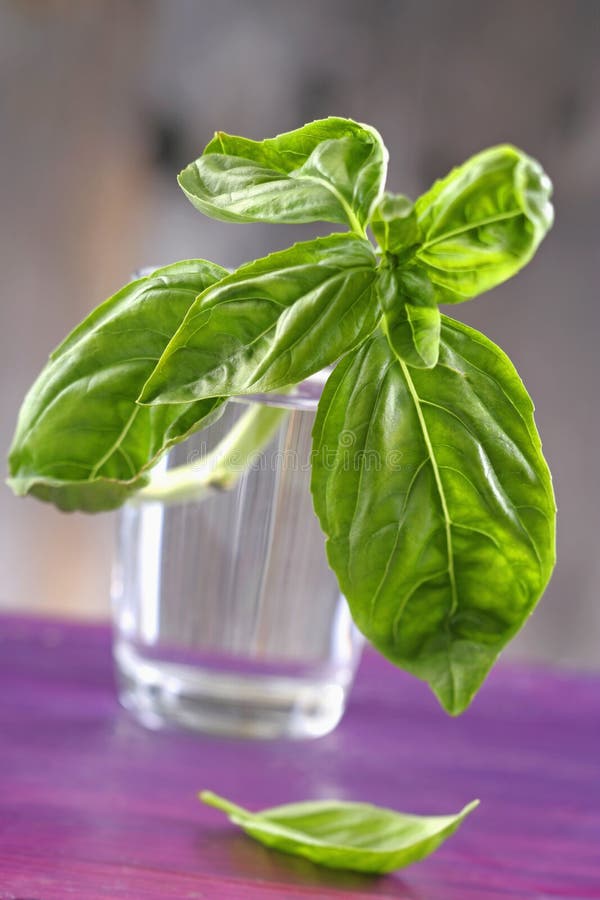 Basil stock image. Image of ocimum, selective, color - 23707693