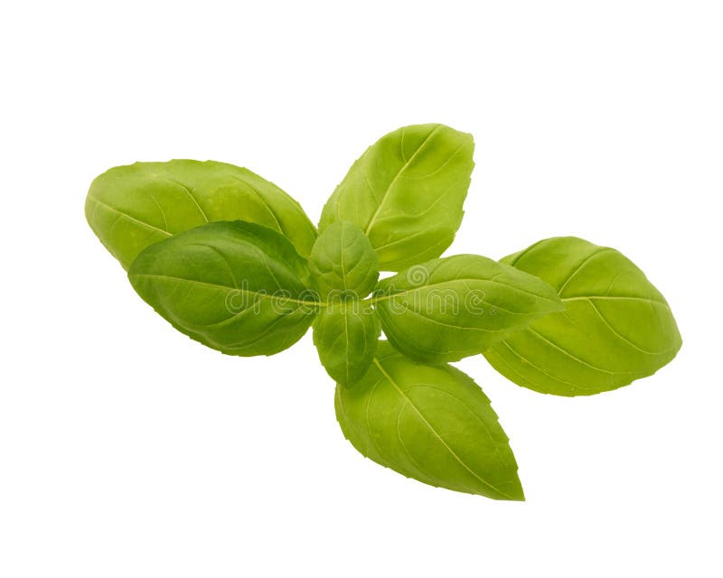 Basil stock photo. Image of sprig, herb, plant, food - 24544068