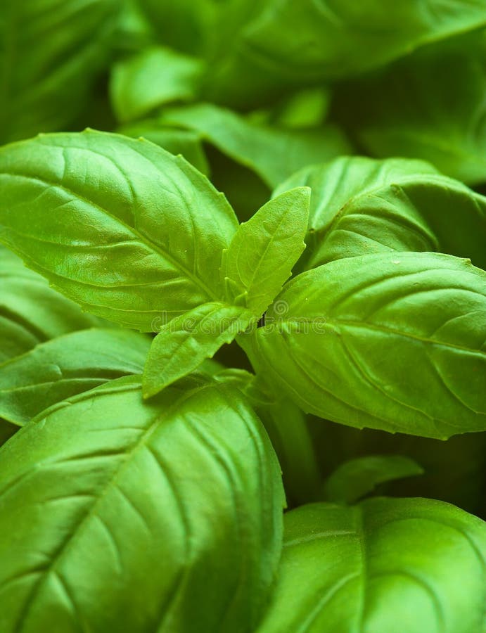Basil stock image. Image of potted, fresh, taste, food - 2574605