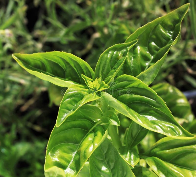 Wild sage stock photo. Image of green, outdoors, agriculture - 9698130
