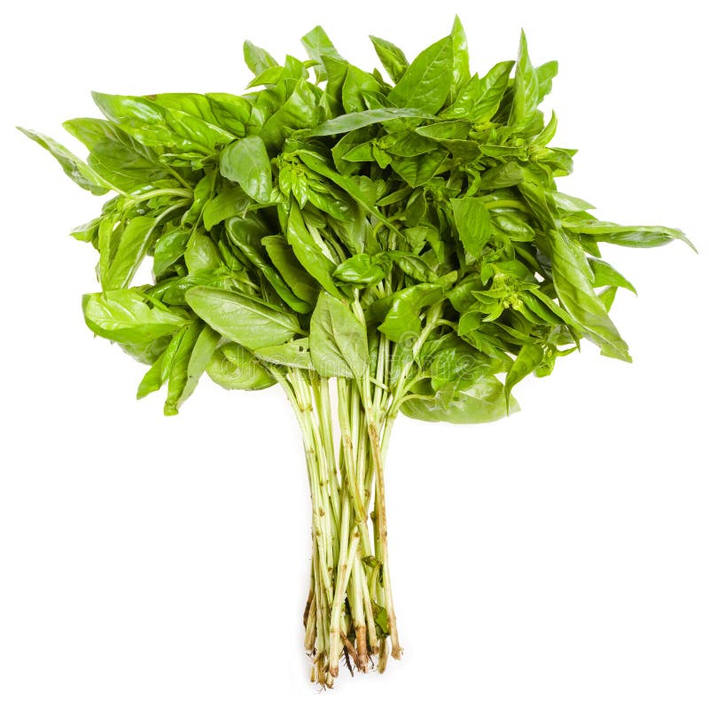 Basil stock photo. Image of freshness, aromatherapy, houseplant - 2765978