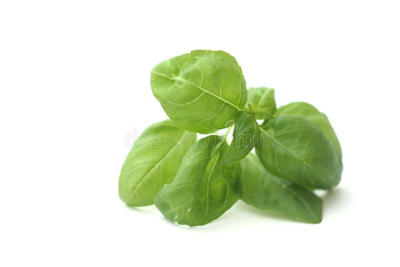 Basil stock photo. Image of herb, freshness, plant, basil - 3368506