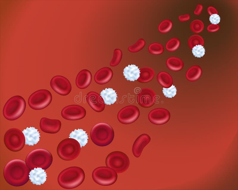 Red Blood Cells Stream. Human Blood Cells Under Microscope. Stock ...