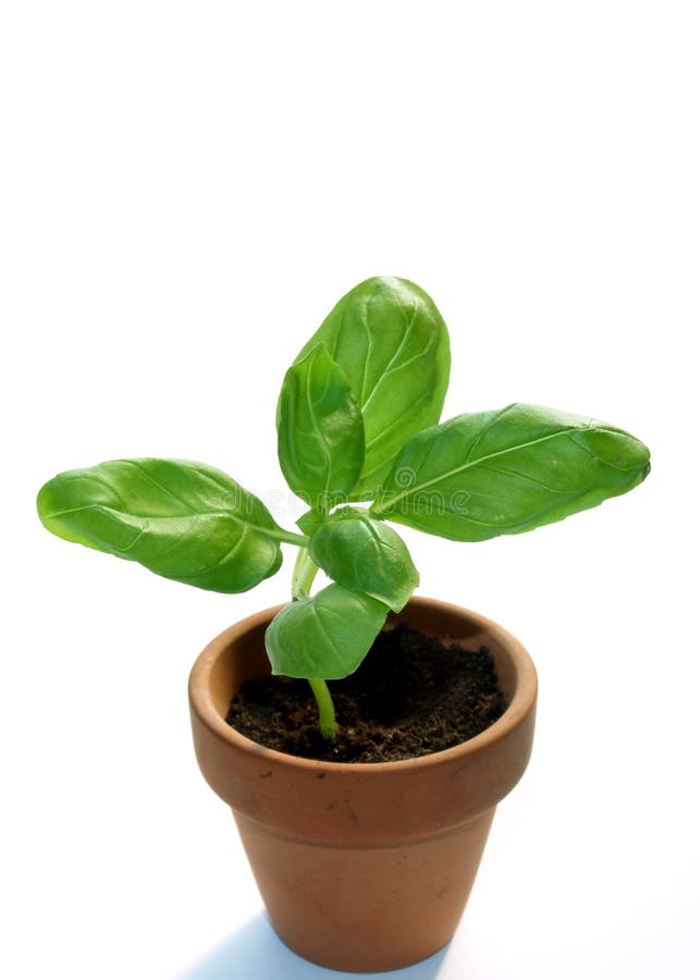 Plant shoot stock photo. Image of plant, nature, botany - 9250284