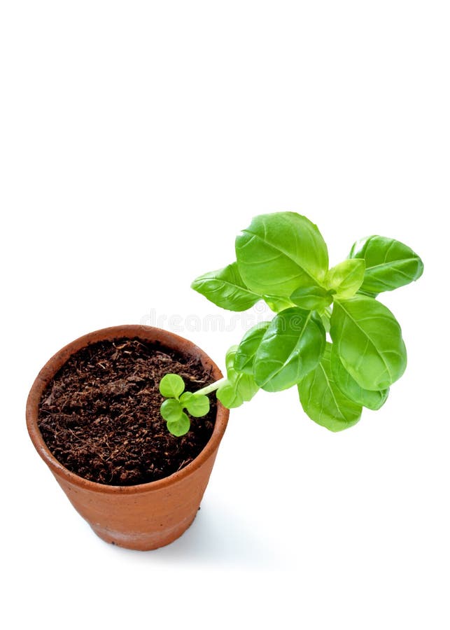 Basil stock image. Image of plant, shoot, nature, grow - 5497249