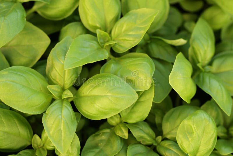 Basil stock photo. Image of healthy, green, growing, botanical - 26935536