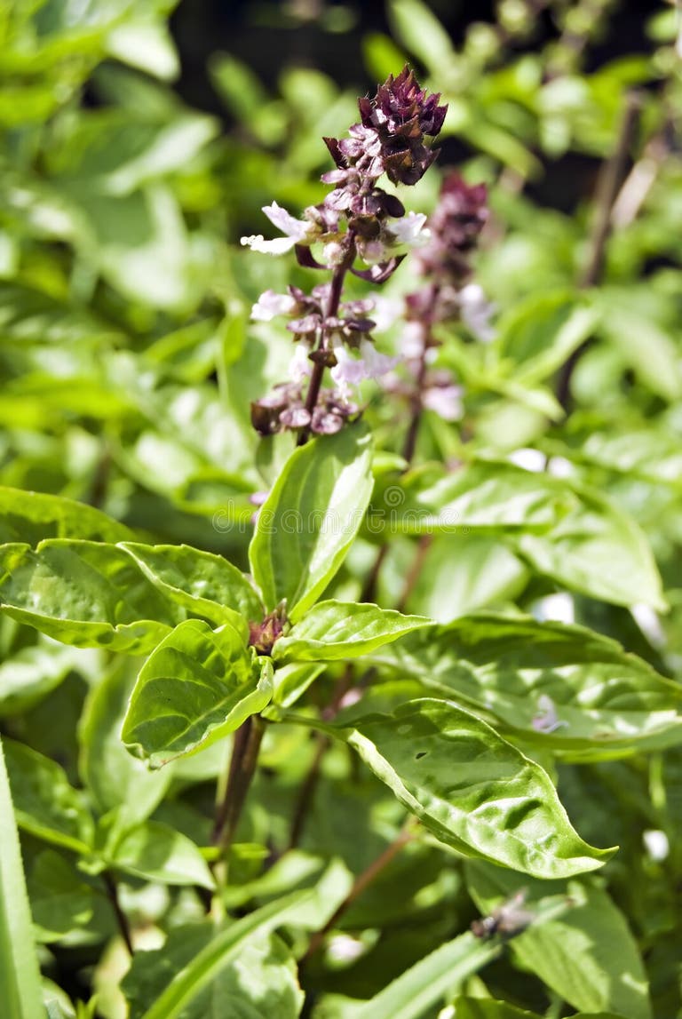 5,405 Basil Family Stock Photos - Free & Royalty-Free Stock Photos from ...