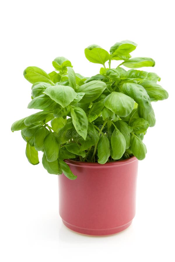 Basil Basilicum plant stock image. Image of greenery - 183414857