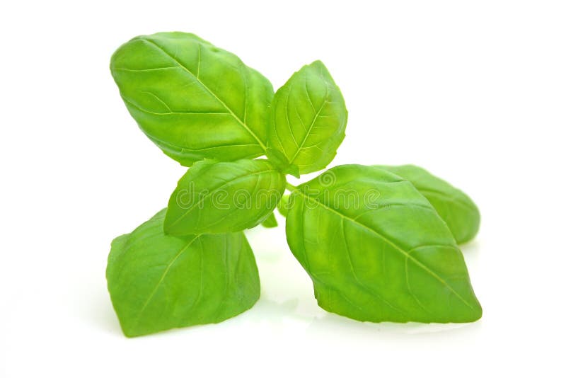 Basil stock image. Image of isolated, macro, picked, green - 3927305