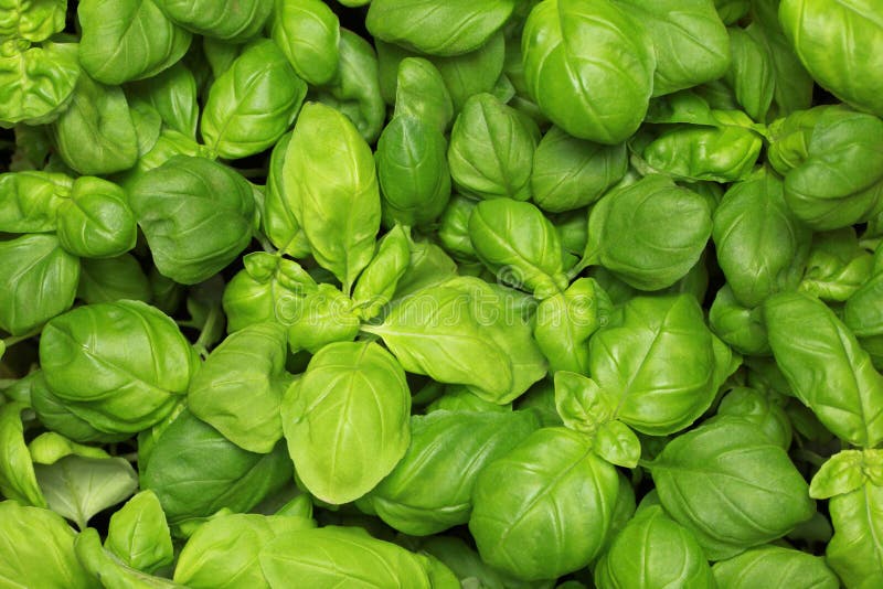 Basil background stock photo. Image of ripe, nature, background - 28989110