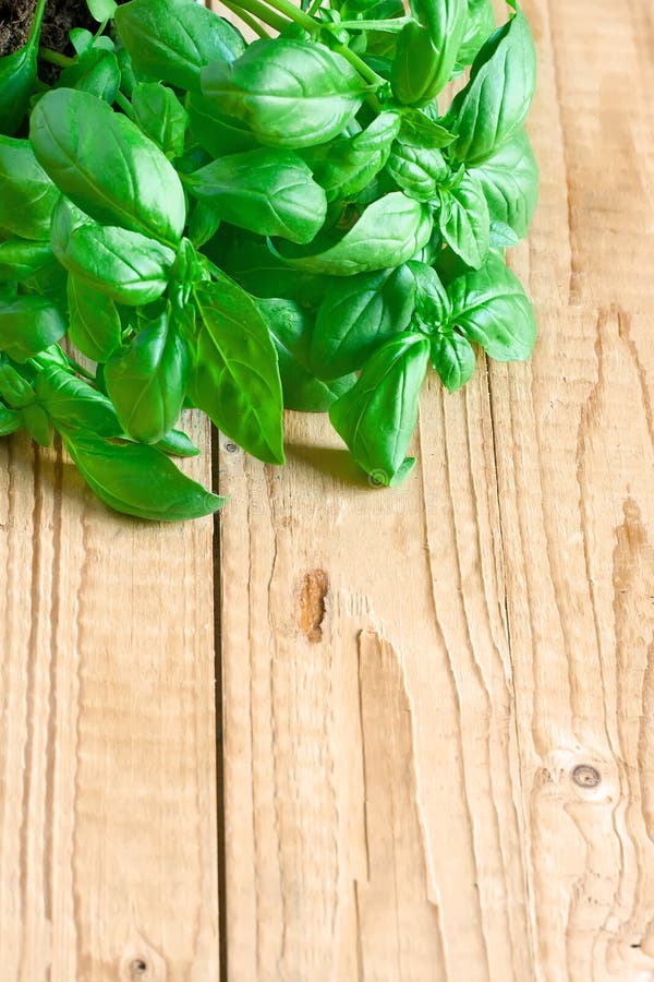 Basil background stock image. Image of healthy, plants - 40771563